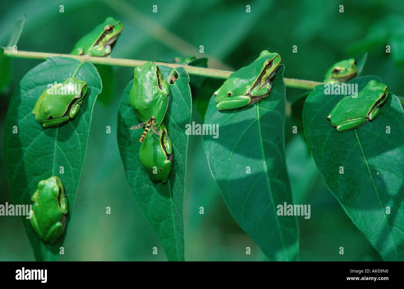 Tree Toad / Tree Frog / Laubfrosch Stock Photo - Alamy