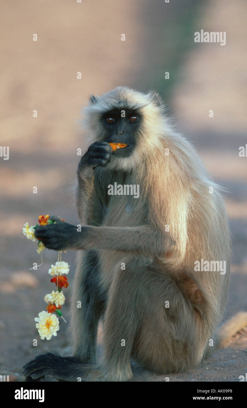 Hanuman Langur / Hulmanlangur / Hanumanlangur Stock Photo - Alamy