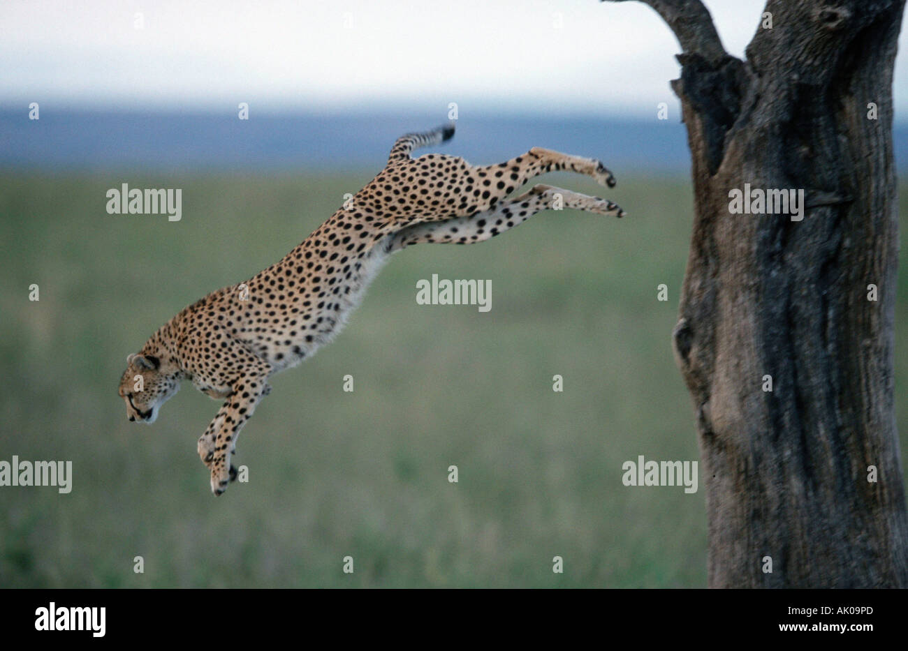 Cheetah / Gepard Stock Photo - Alamy