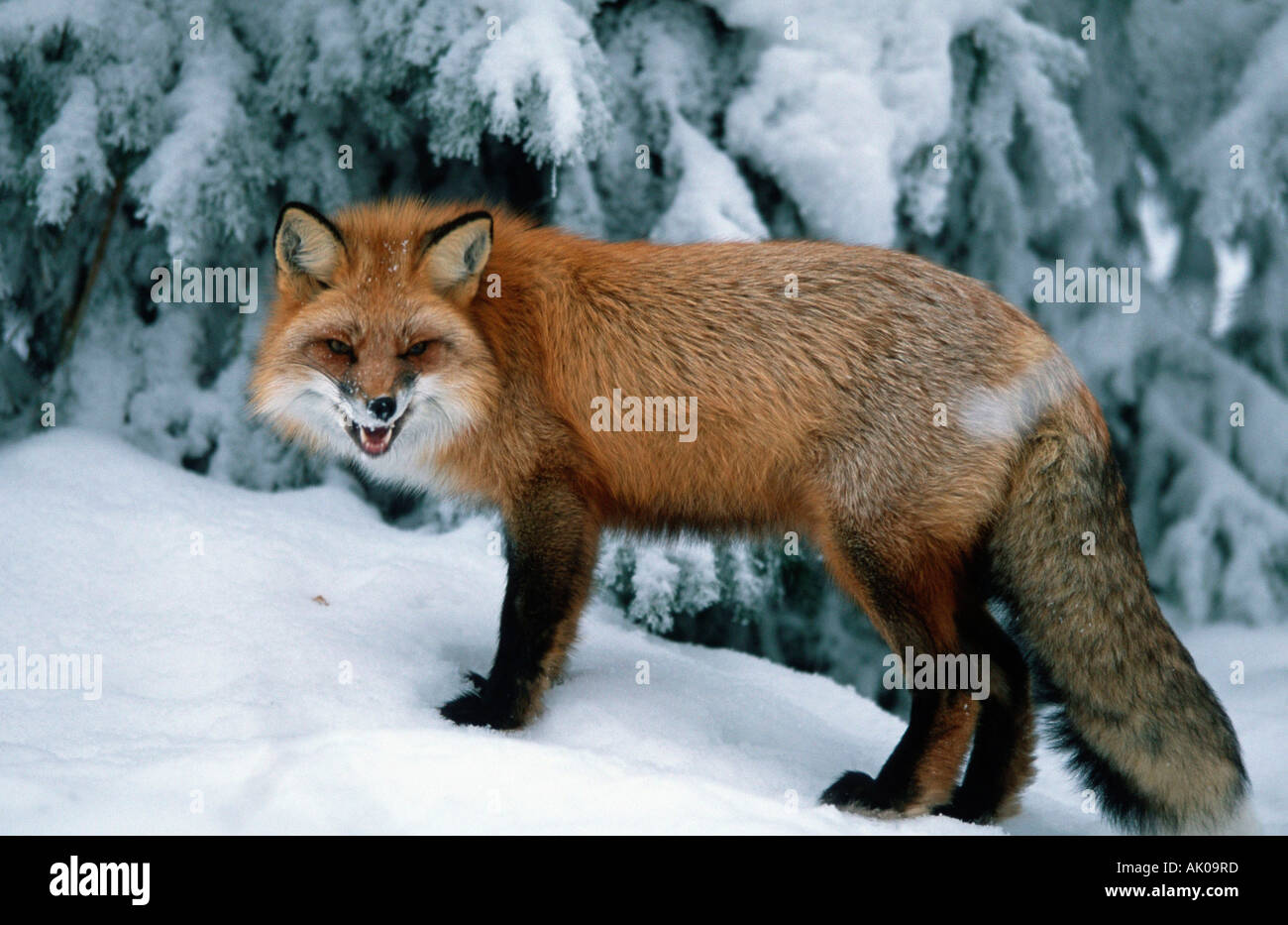Red Fox / Rotfuchs Stock Photo - Alamy
