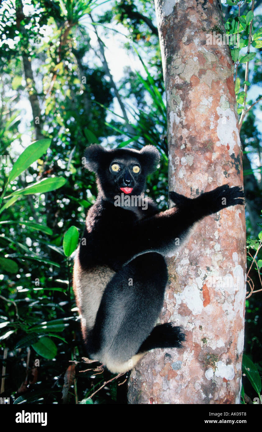 Indri indri indri madagaskar afrika hi-res stock photography and images ...