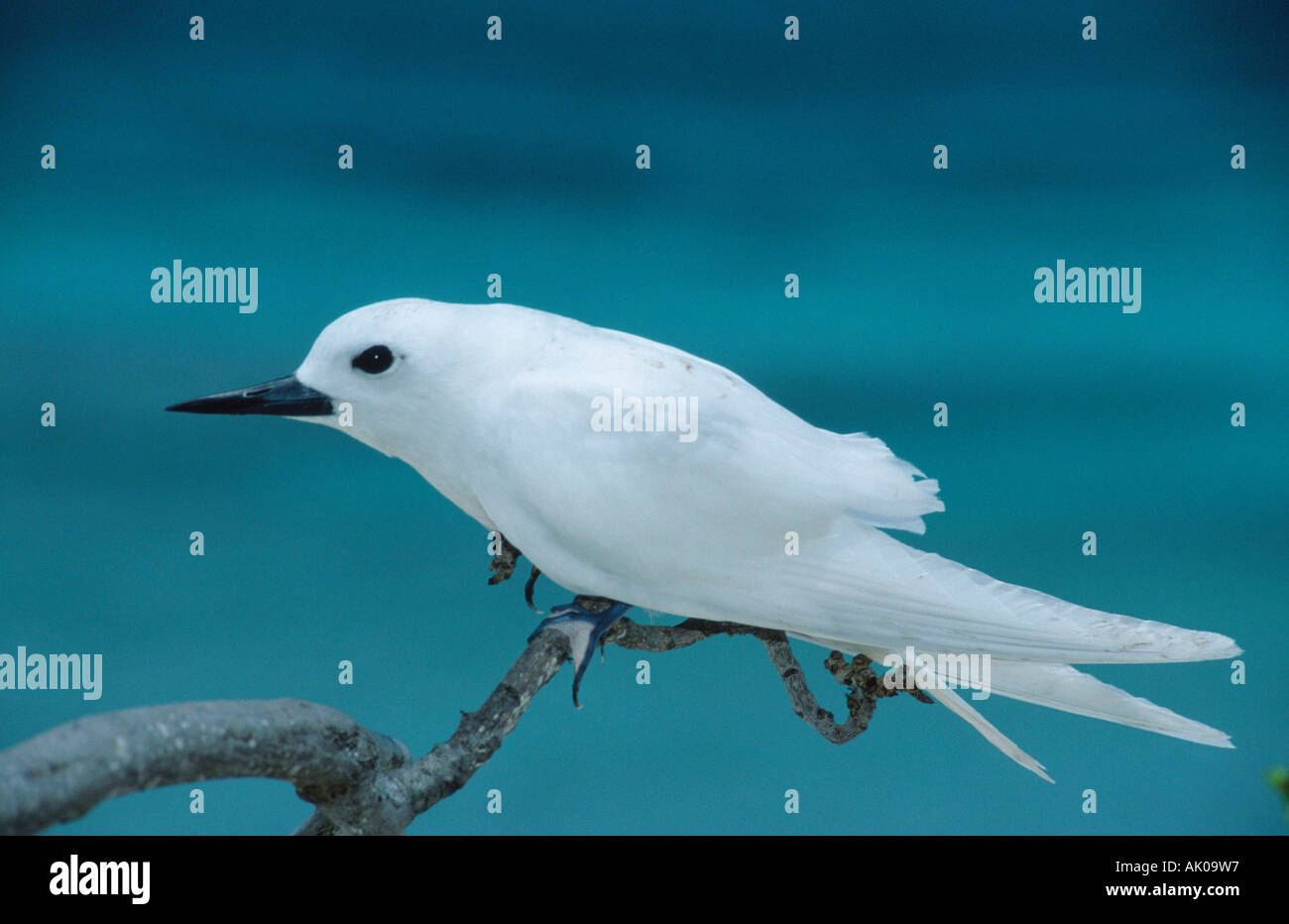 Fairy Tern / White Tern / Feenseeschwalbe Stock Photo - Alamy