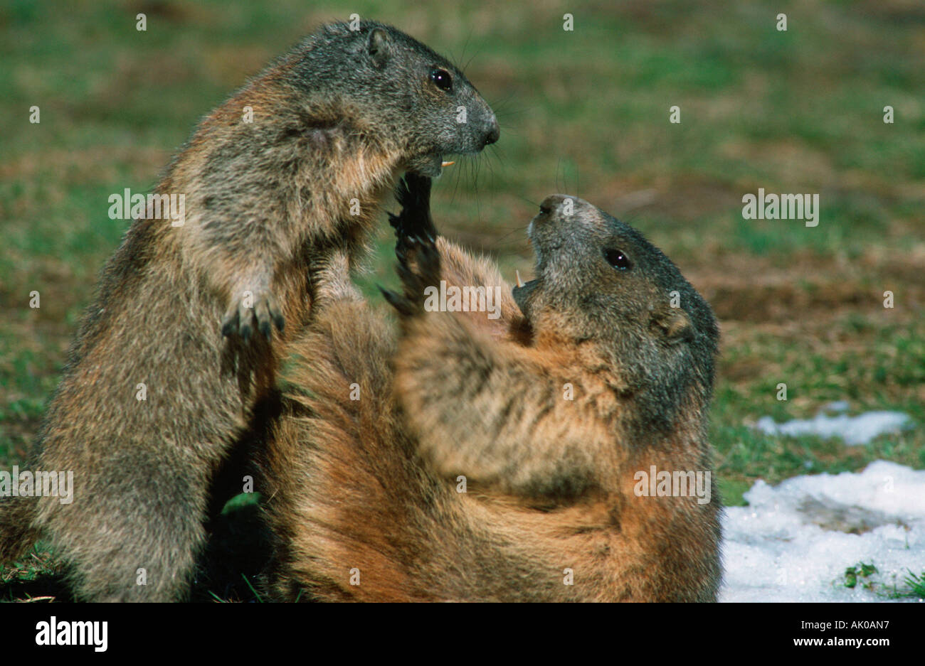 Alpine marmots marmota marmota fighting hi-res stock photography and ...