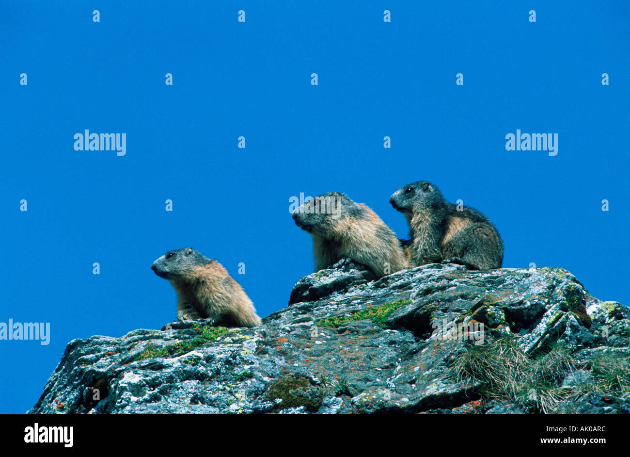Three marmots marmota marmota hi-res stock photography and images - Alamy