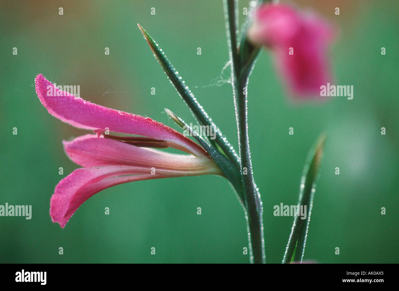 Vicia spec plants hi-res stock photography and images - Alamy
