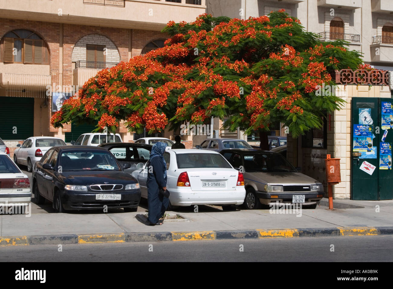 Tripoli, Libya. Street Scene, Flame Tree in Bloom, Delonix Regia Stock ...