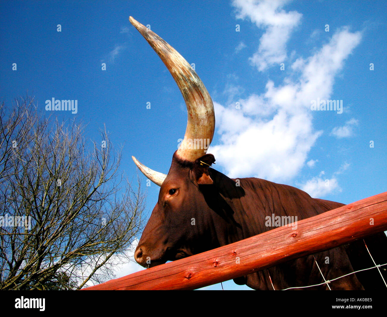 Sanga Cattle Stock Photos & Sanga Cattle Stock Images - Alamy