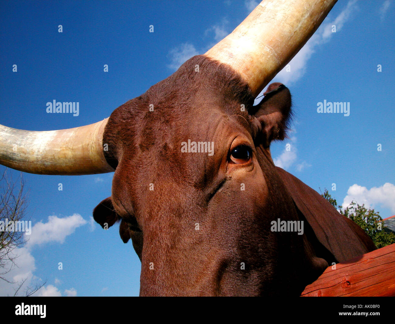 Sanga Cattle Stock Photos & Sanga Cattle Stock Images - Alamy