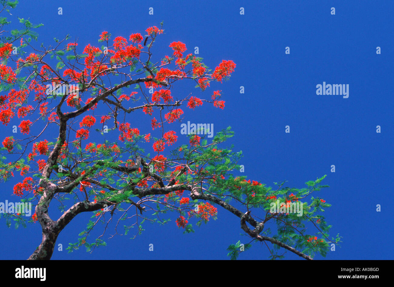 Australian Flame Tree Stock Photo - Alamy