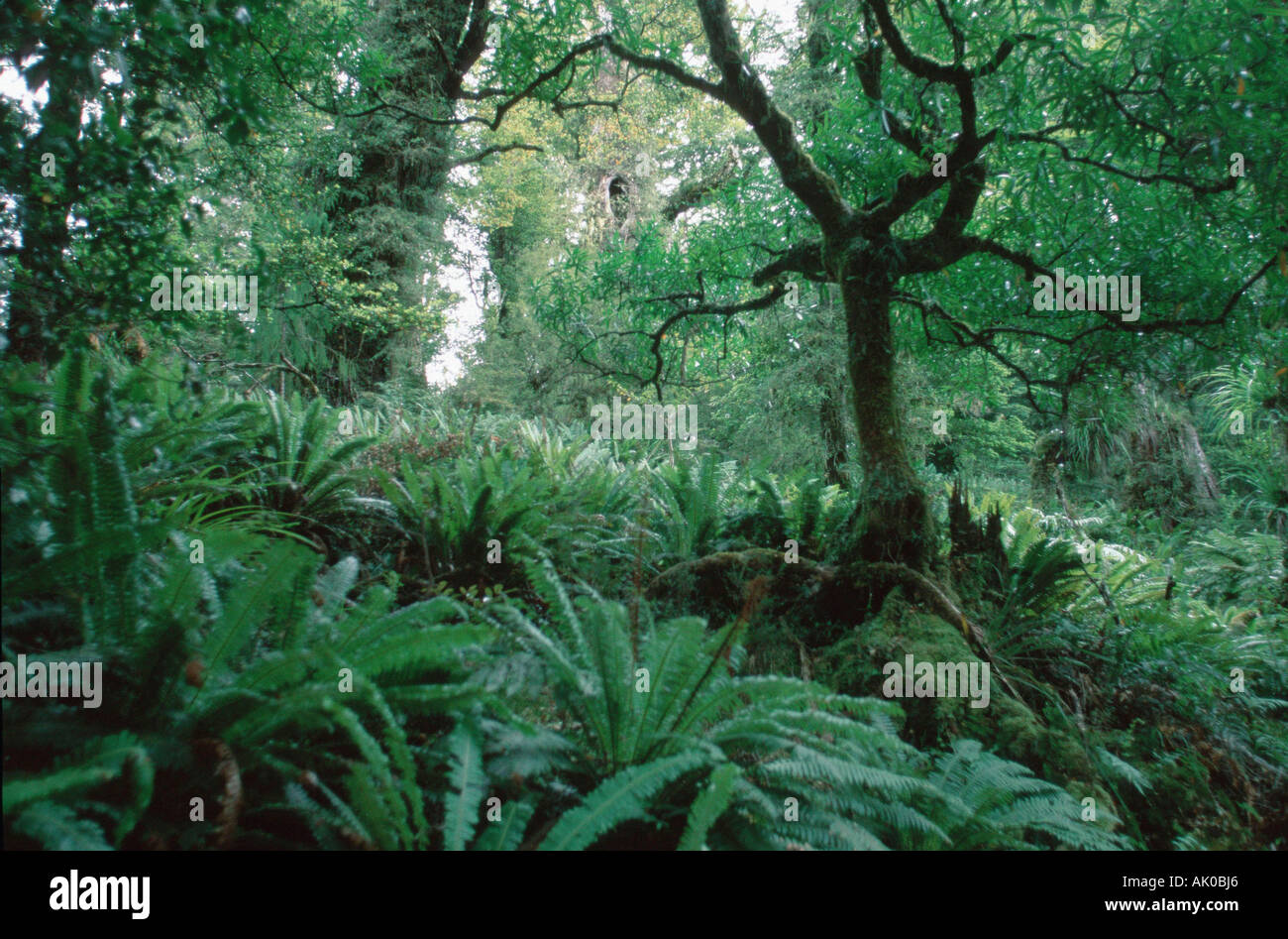 Temporate Rain Forest Stock Photo - Alamy
