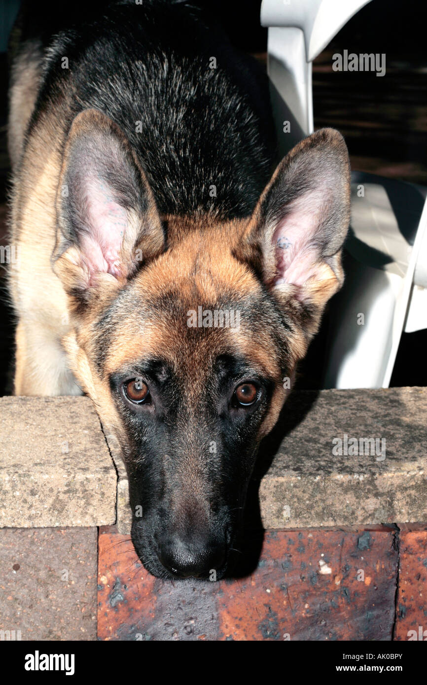 German Shepherd female 8 months- Canis lupus domesticus- Family Canidae ...