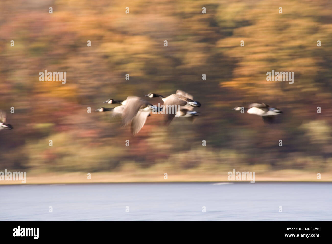 Geese flying over water Stock Photo - Alamy