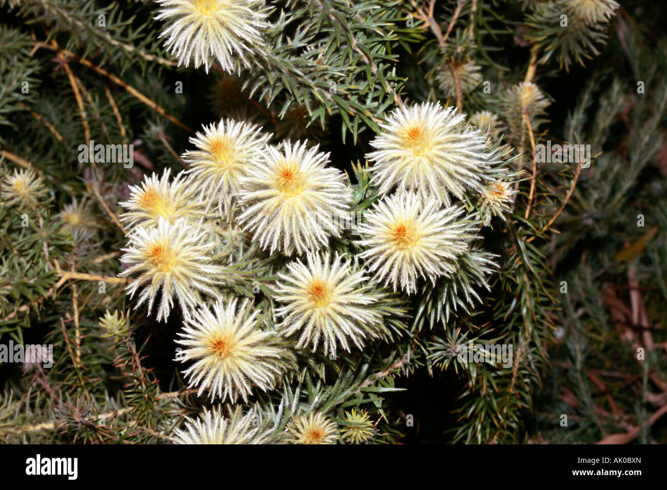 Close-up of Featherhead bush - Phylica pubescens Stock Photo - Alamy