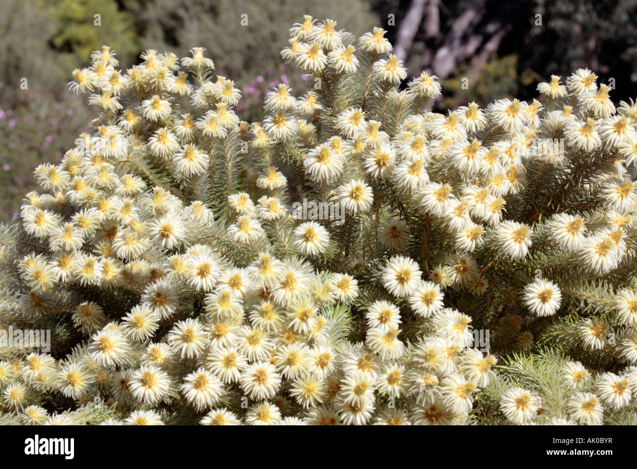 Featherhead bush - Phylica pubescens Stock Photo - Alamy
