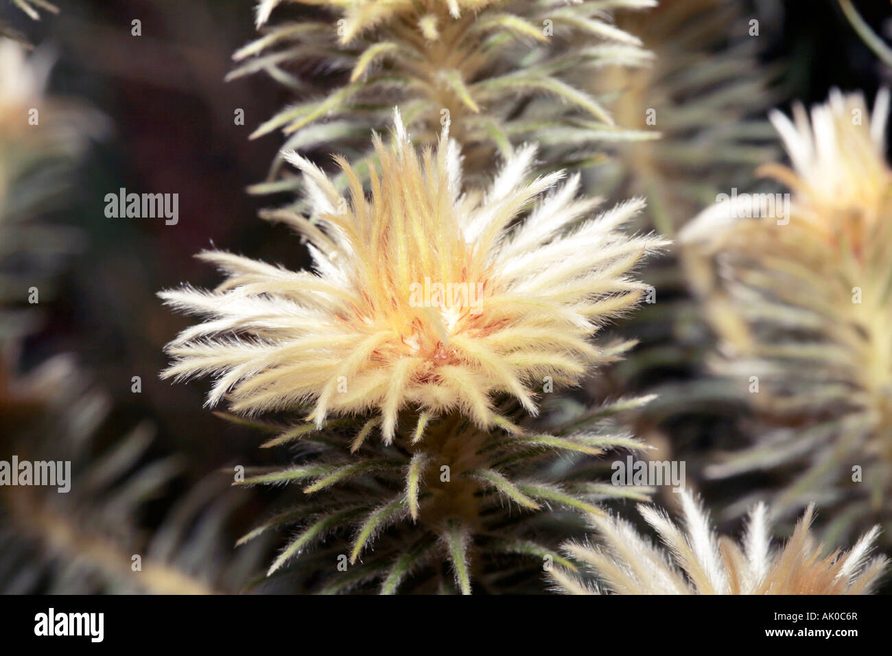 Close-up side view of a flower of the Featherhead - Phylica pubescens ...