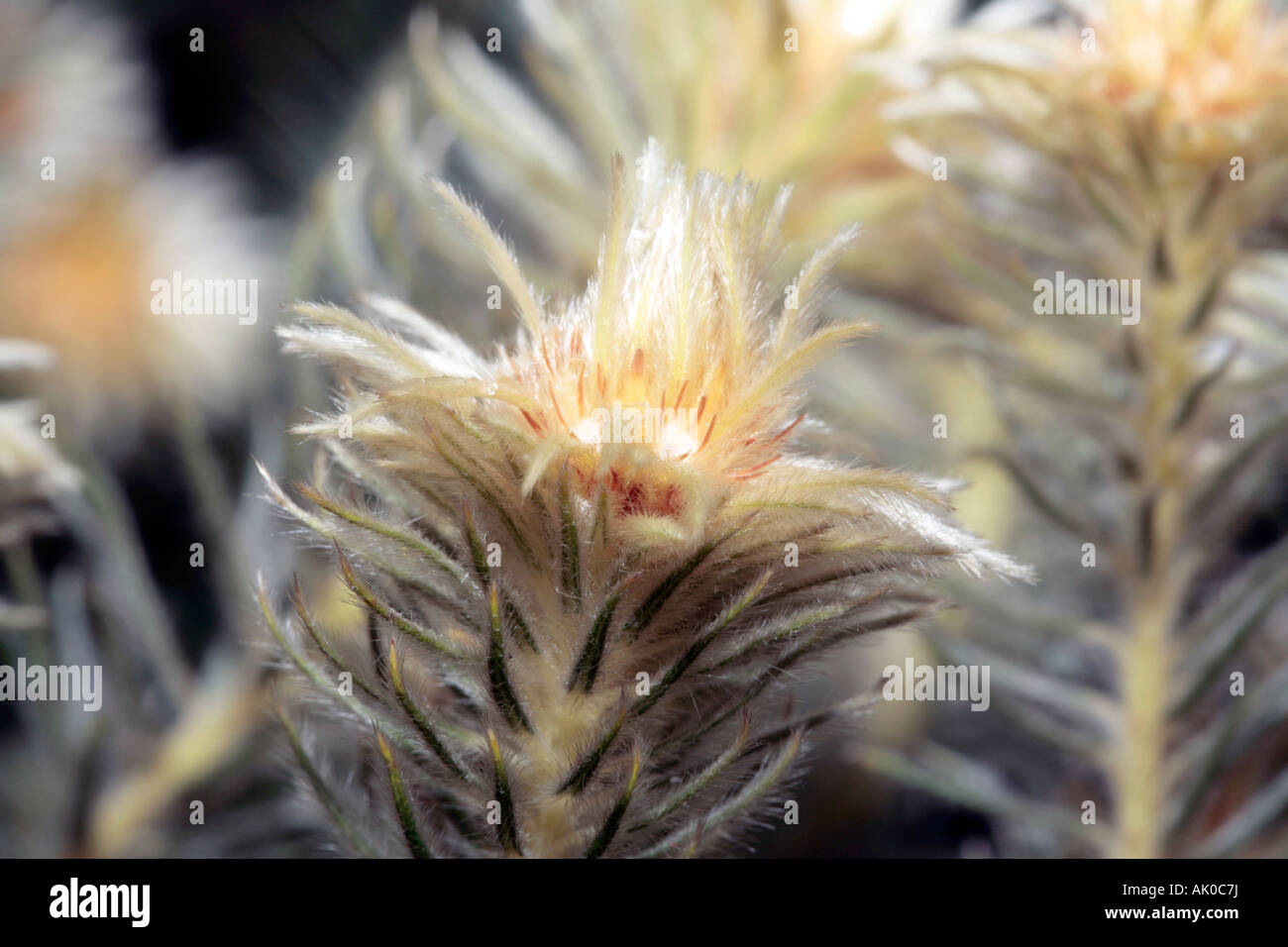 Close-up side view of a flower of the Featherhead - Phylica pubescens ...