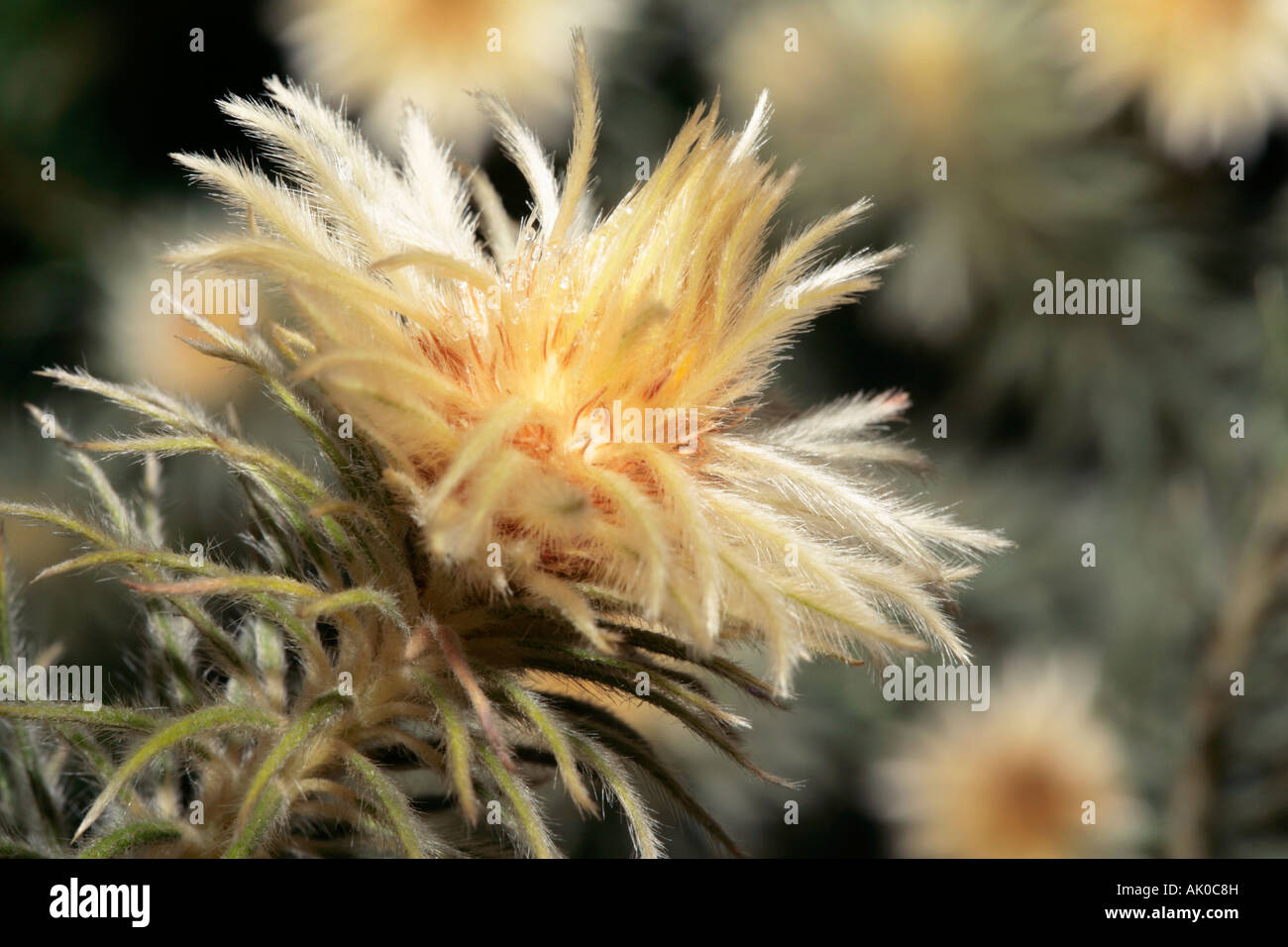 Close-up side view of a flower of the Featherhead - Phylica pubescens ...