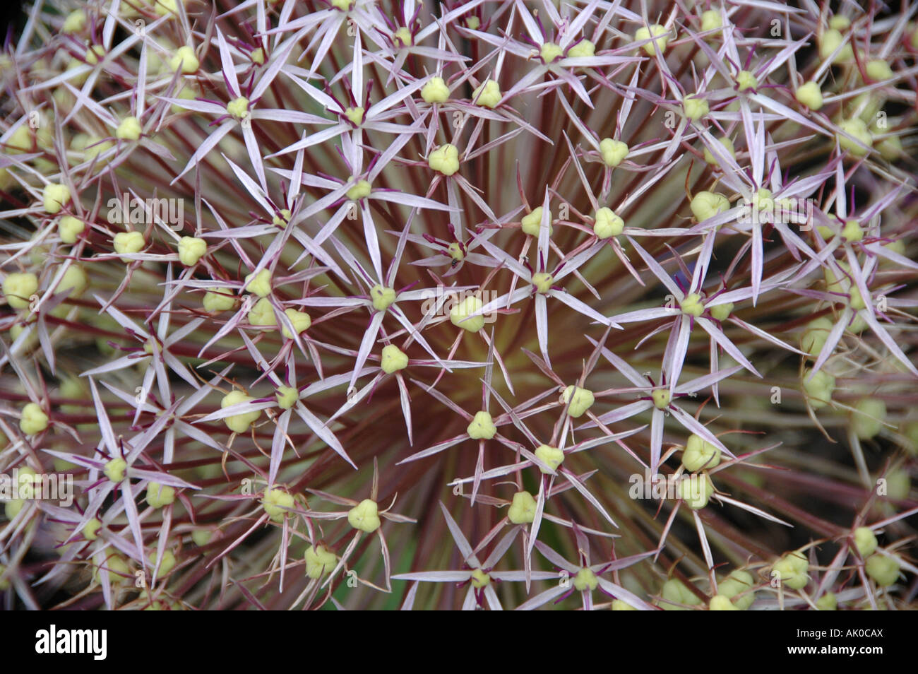 Close up of the Allium Christophii flower in Mid summer Stock Photo - Alamy