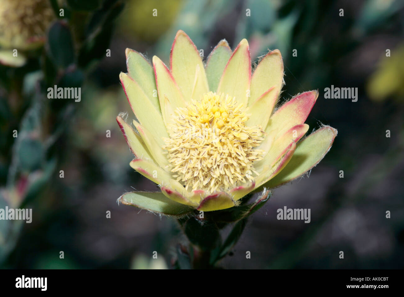 Leucadendrons High Resolution Stock Photography and Images - Alamy