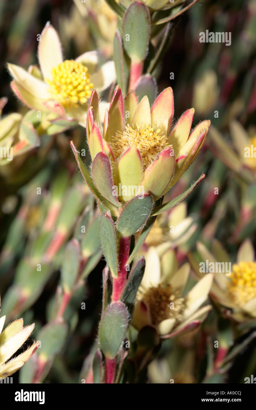 Leucadendron stelligerum hi-res stock photography and images - Alamy