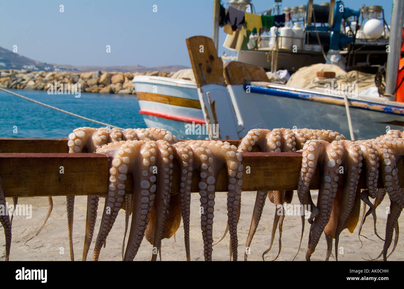 Close up of Octopus hanging from pole in beautiful island of Paros ...