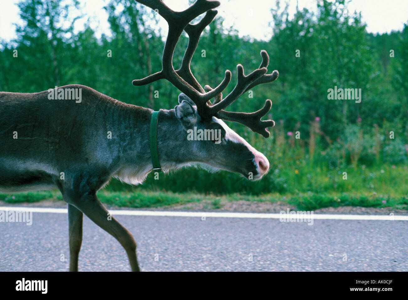 Reindeer / Rentier Stock Photo - Alamy