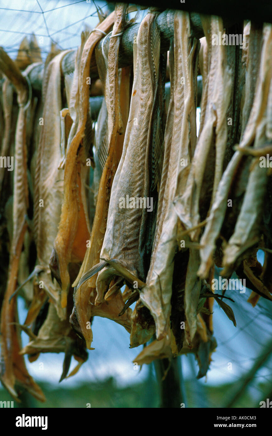 Zum stockfisch hi-res stock photography and images - Alamy