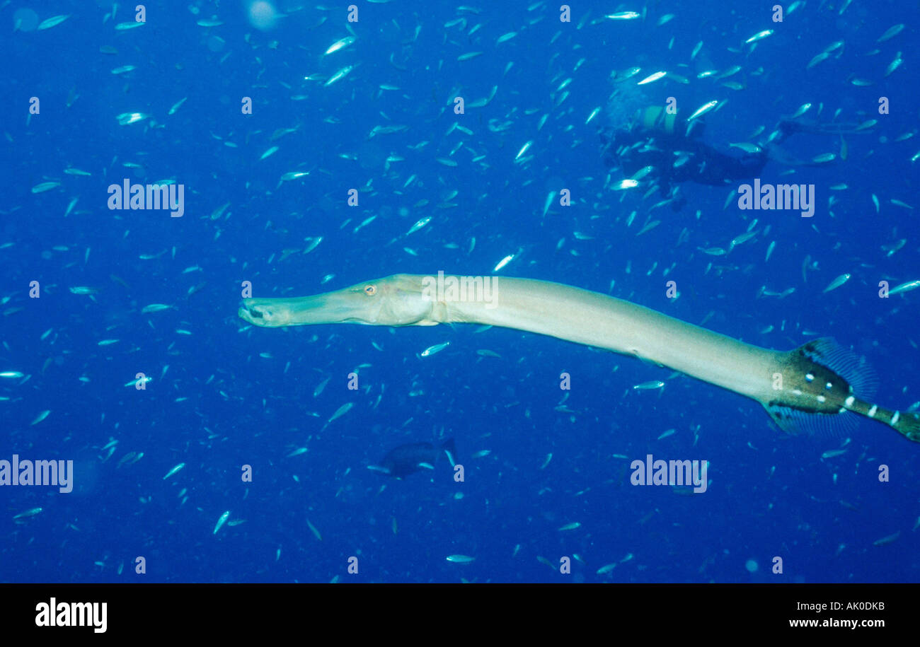 An adult trumpetfish hi-res stock photography and images - Alamy
