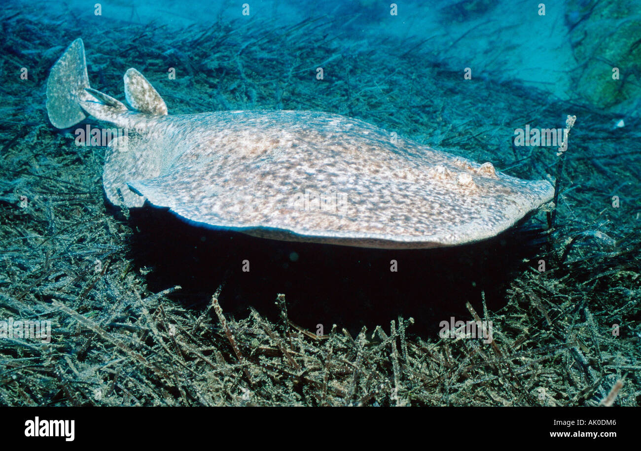 Atlantic Torpedo Ray Stock Photo - Alamy
