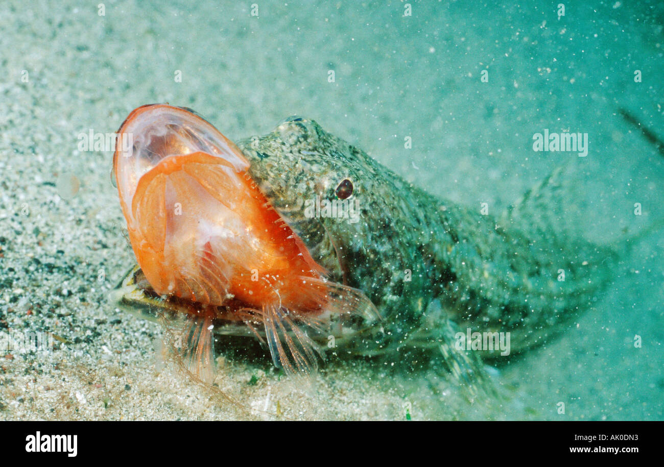 Common Lizard Fish Stock Photo - Alamy