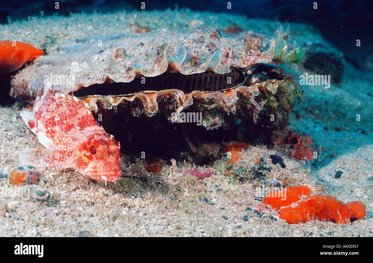 Fan mussel hi-res stock photography and images - Alamy