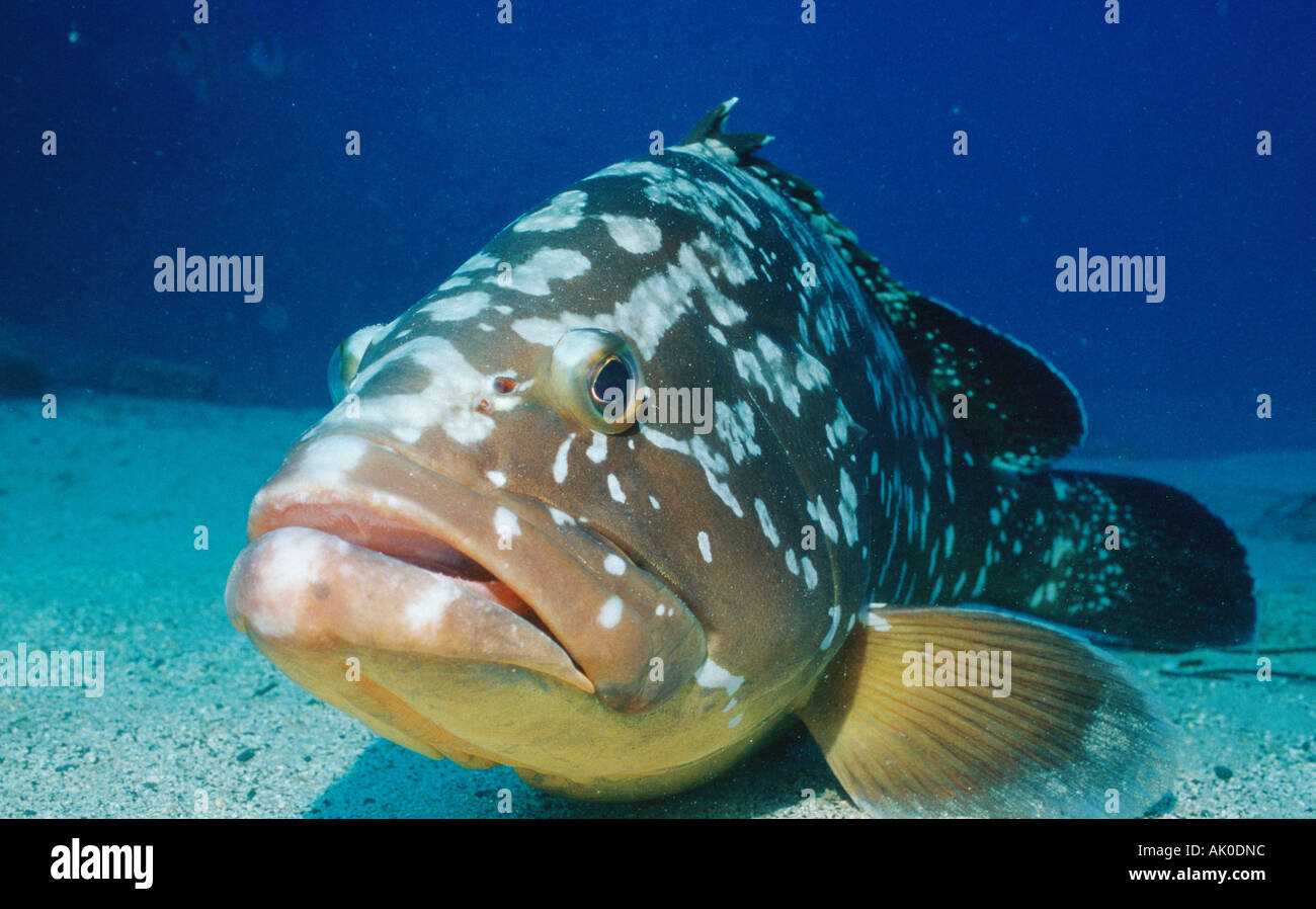 Dusky grouper epinephelus marginatus fuerteventura hi-res stock ...