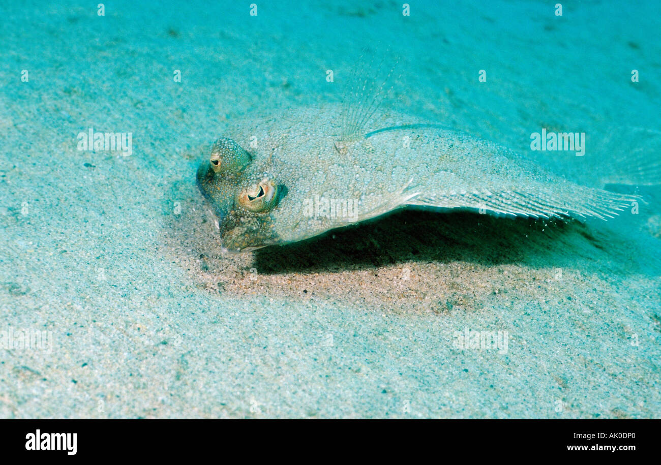 Wide eyed flounder fish hi-res stock photography and images - Alamy