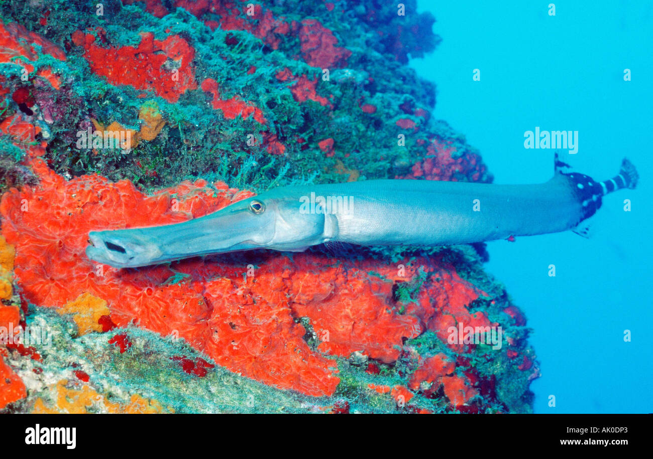 An adult trumpetfish hi-res stock photography and images - Alamy