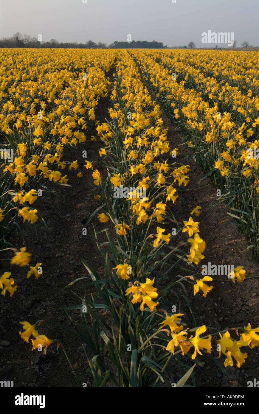field of daffodils planted for commercial production in north county ...