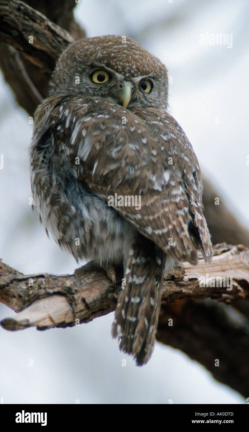 Pearlspotted owl hi-res stock photography and images - Alamy