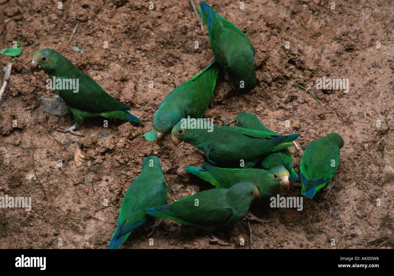 Cobalt-winged Parakeet / Blaufluegelsittich Stock Photo - Alamy