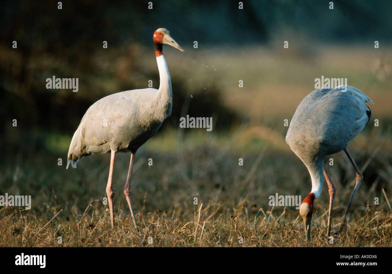 Sarus Crane / Saruskranich Stock Photo - Alamy
