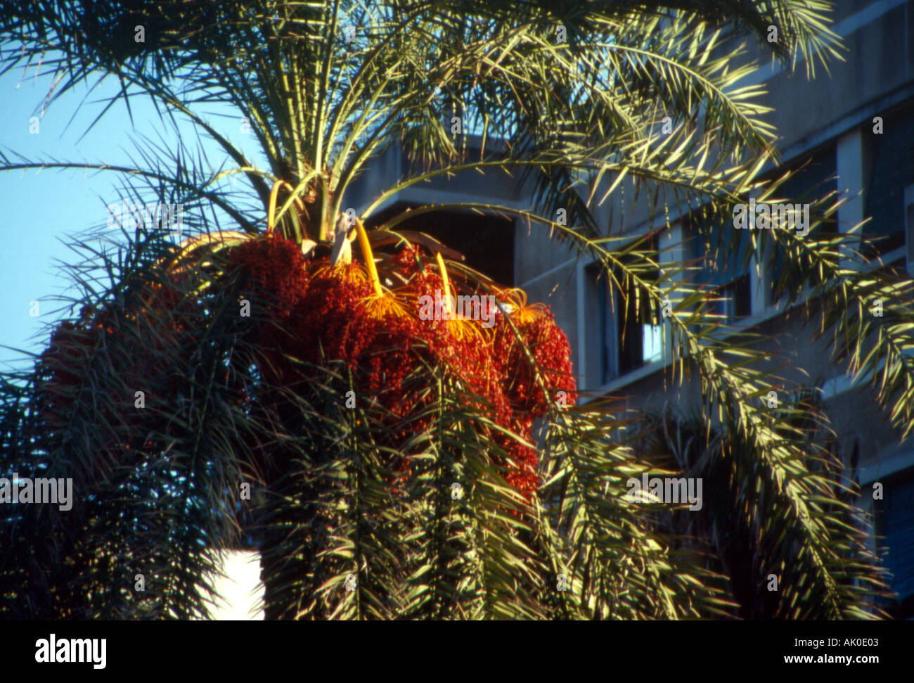 Date palm beirut lebanon hi-res stock photography and images - Alamy
