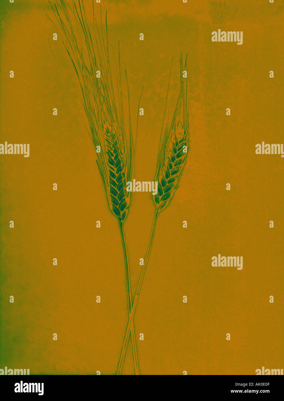 Victory wheat hi-res stock photography and images - Alamy