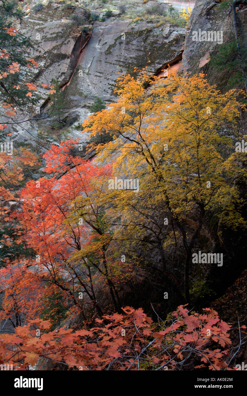 autumn coloured bigtooth maples in Zion National Park Utah Stock Photo ...