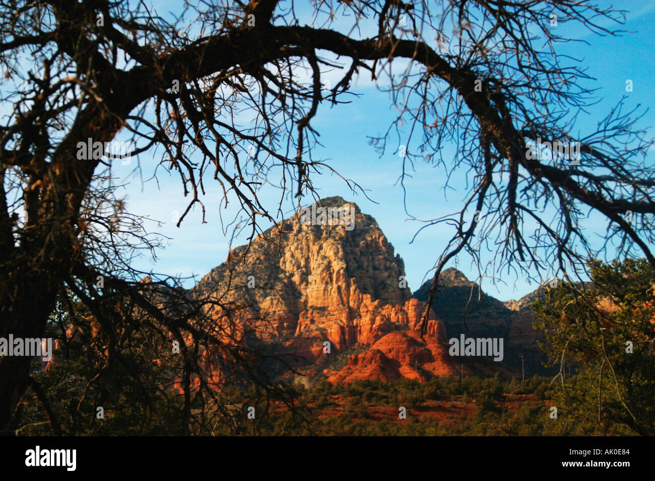 Capitol Butte framed by an old tree is one of the prominent landmarks ...