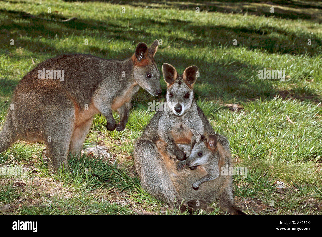 Tammar Wallaby family - Macropus eugenii Stock Photo - Alamy