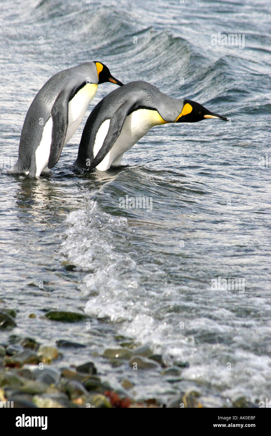 Kink penguins breed in their thousands at St Andrews Bay,South Georgia ...