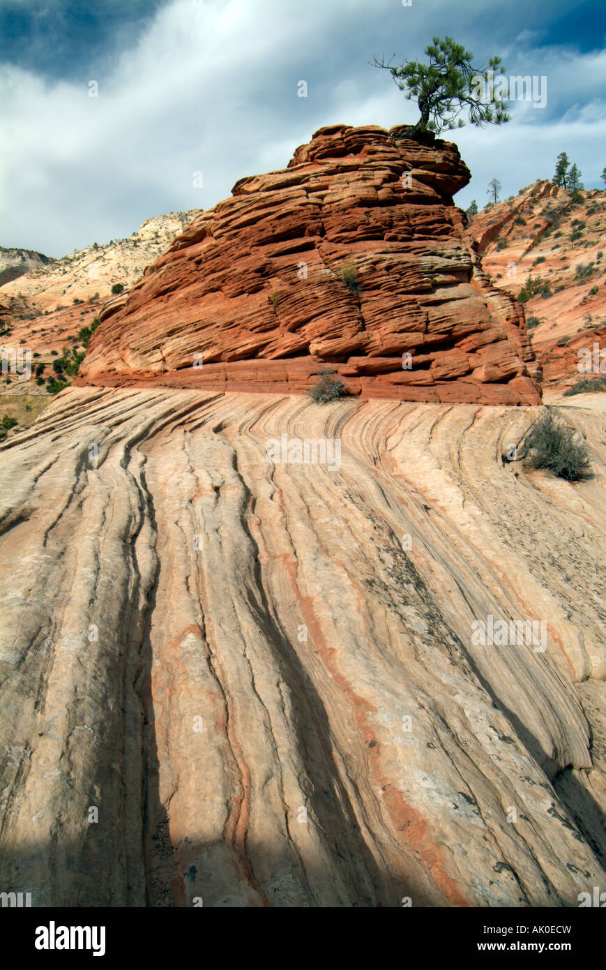 Dwarf ponderosa pine on a pyramid shaped sandstone overcropping with ...
