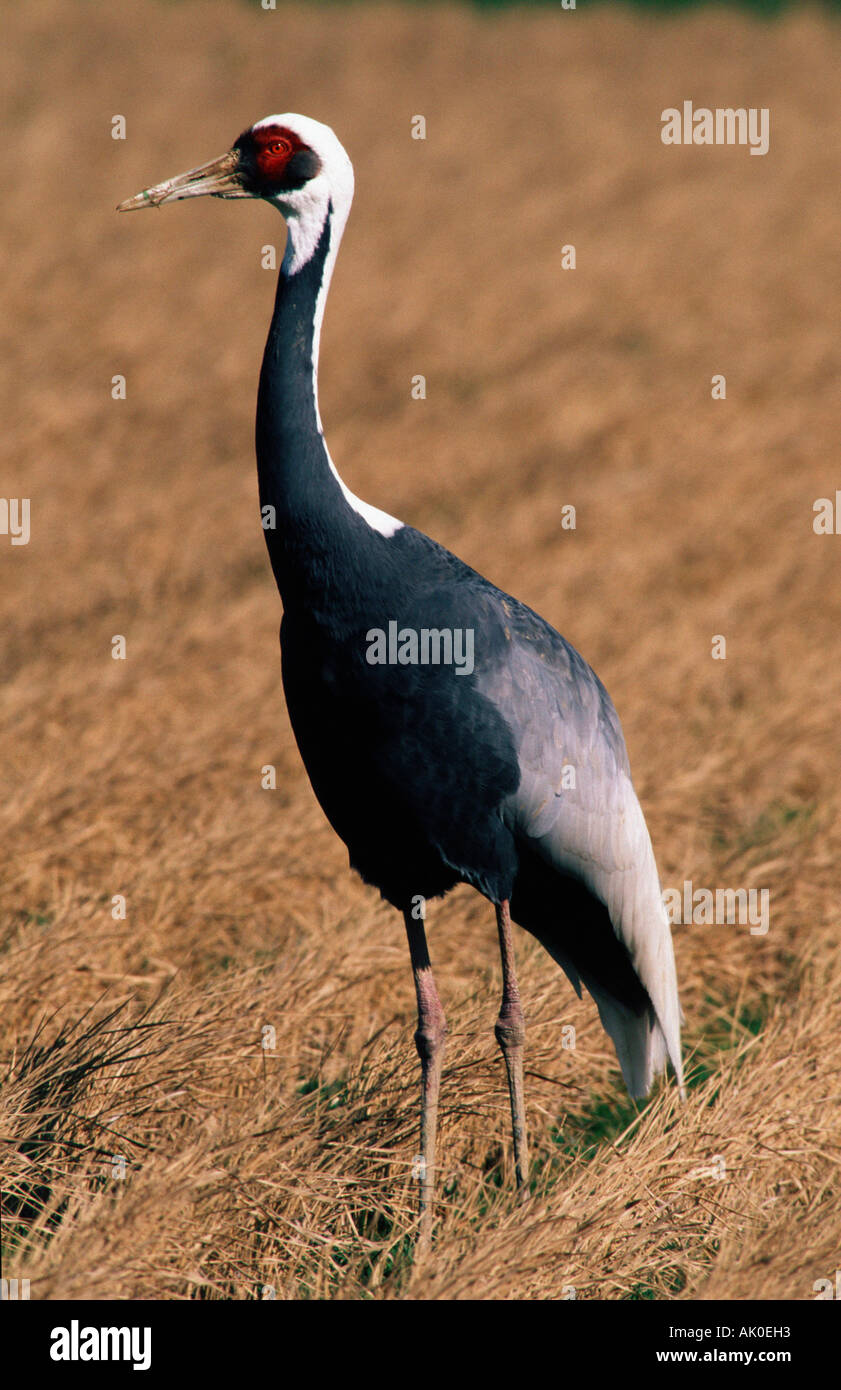 Standing white naped crane hi-res stock photography and images - Alamy