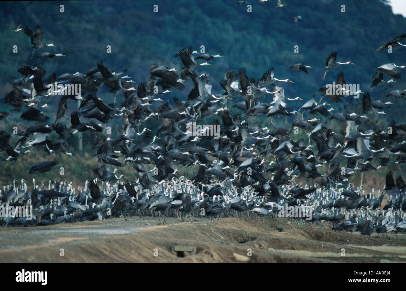 White-Naped Crane and Hooded Crane / Weissnackenkranich und ...