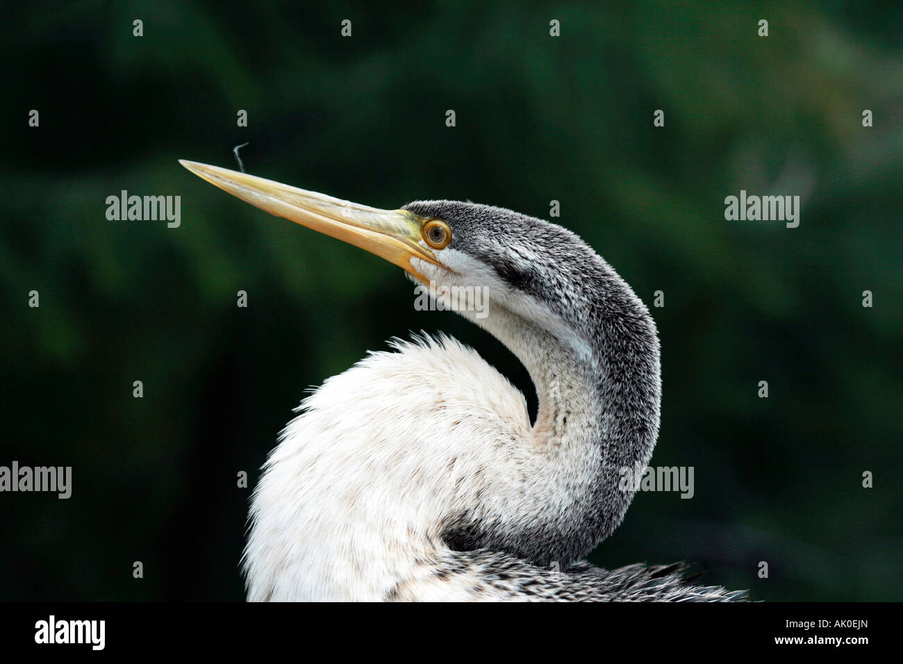 Female anhinga darter anhinga melanogaster hi-res stock photography and ...