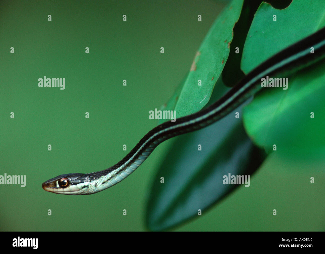 Ribbon snakes hi-res stock photography and images - Alamy