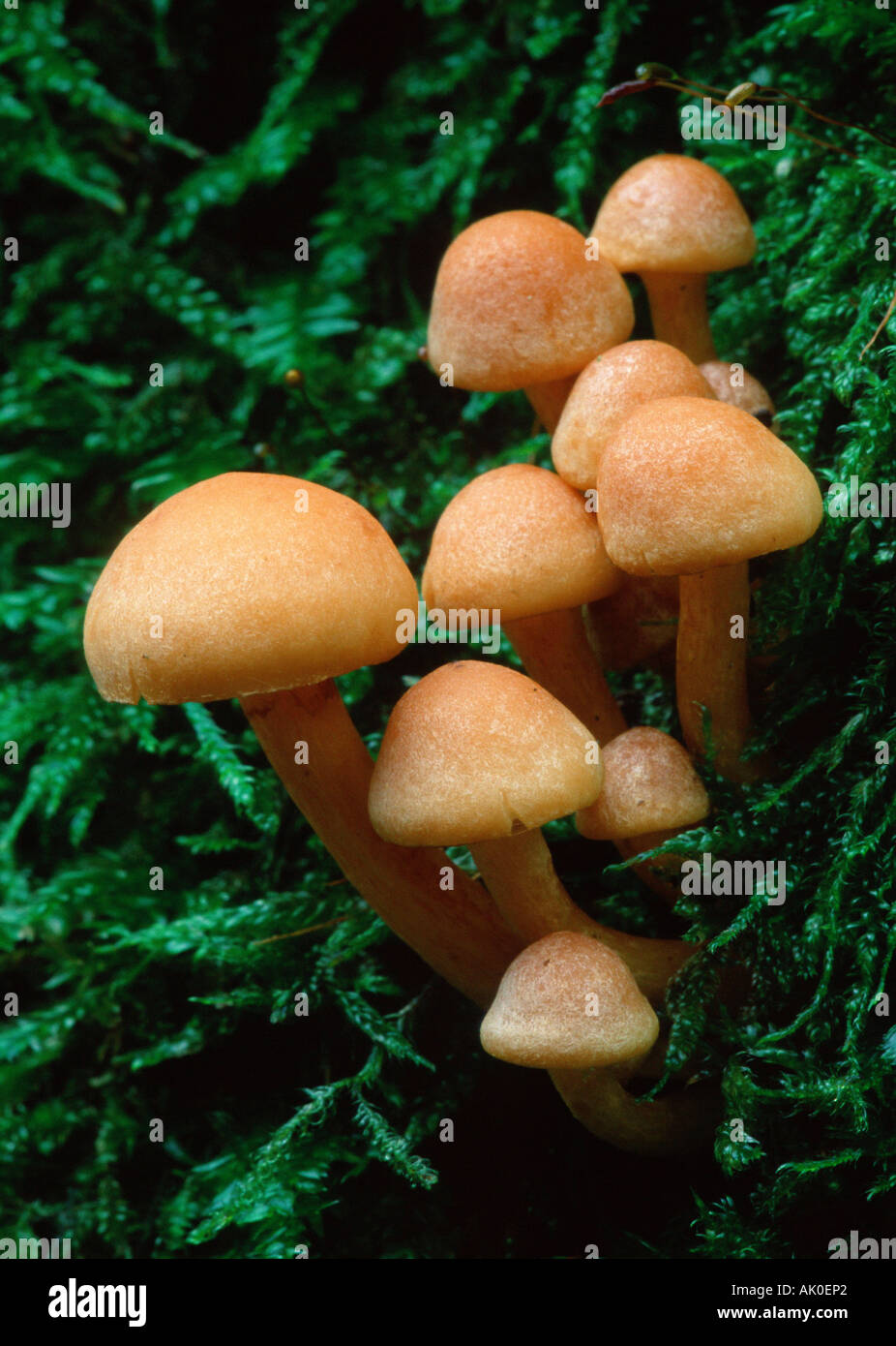 Upright tuft hi-res stock photography and images - Alamy